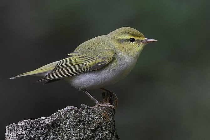 Tour Observación De Aves | Visita Ghana