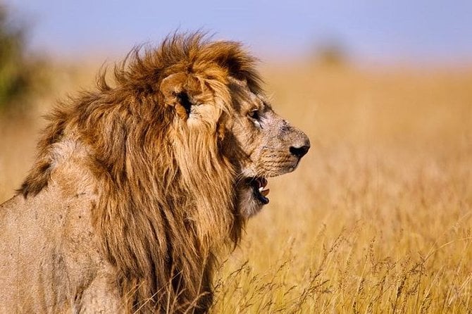 Tour Safari Simba De 6 Días | Visita Kenia