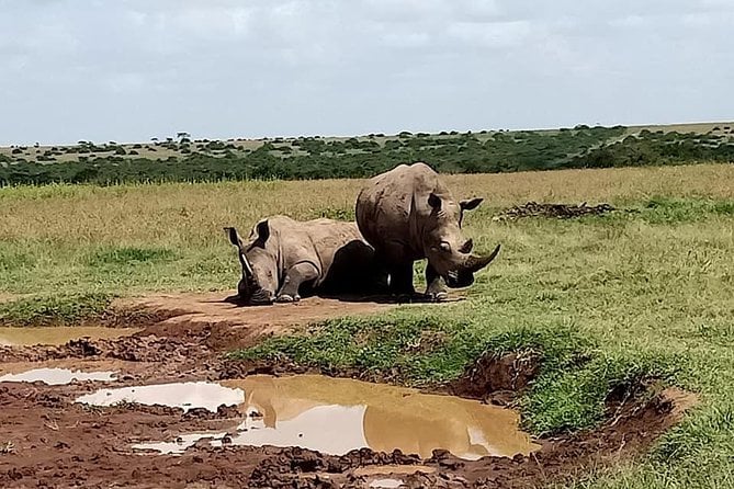 Tour 5 Days Olpejeta Conservancy & Solio Rhino Sanctuary | Visit Kenya