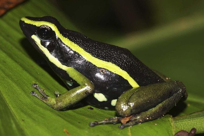 Tour 5 Días Tambopata Ecolodge Rainforest Expedition Tour | Visita Perú