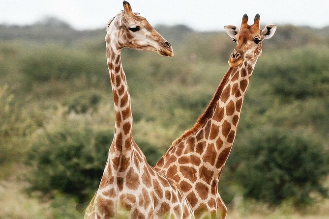 Tour African Safari Namibia | Visita Namibia