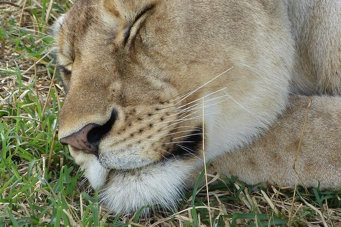 Tour Safari Simba De Lujo Afrikakukaye De 8 Días | Visita Tanzania