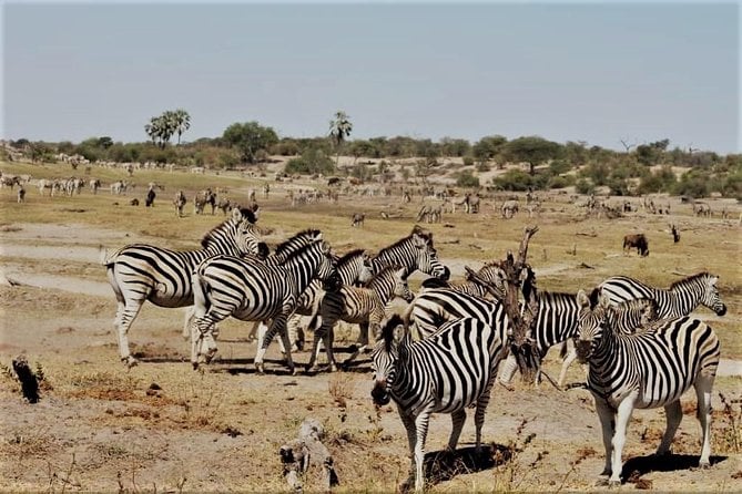 Tour Safari Mababe De 5 Días | Visita Botswana