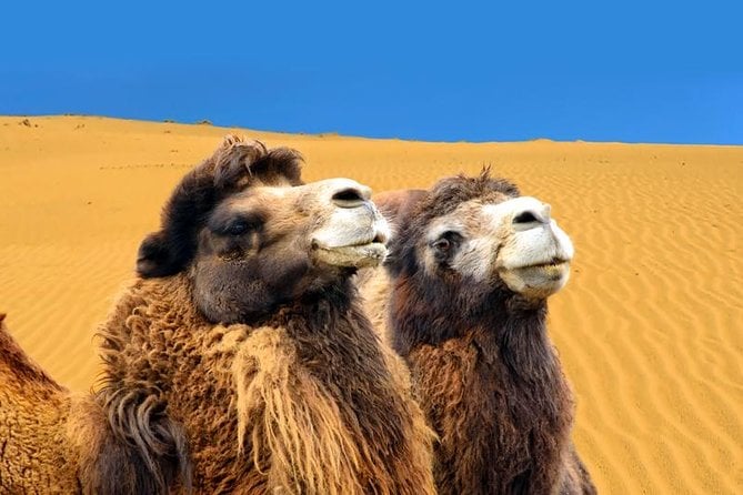 Tour Increíble desierto de Gobi | Visita Mongolia