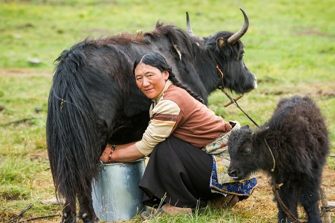 Tour Tours De 5 Días: Experiencias De La Vida Nómada Tibetana | Visita ...