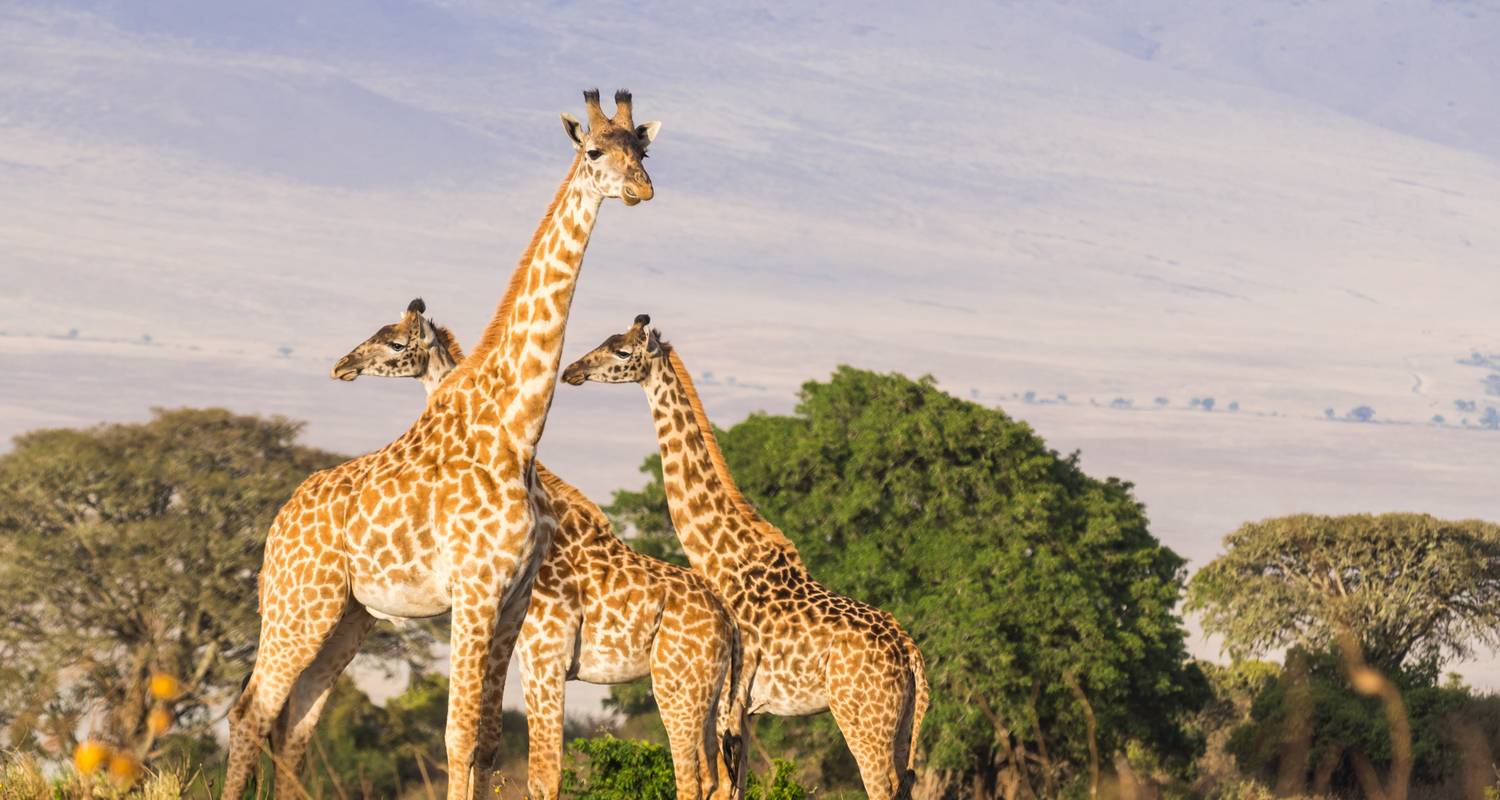 Tour Asombroso safari de 3 días por el Parque Nacional del Sereng ...