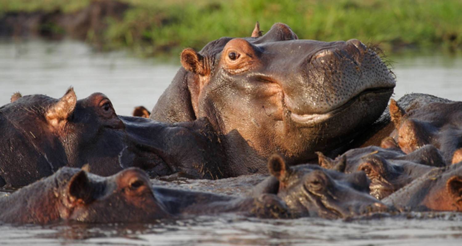 Tour Cape, Delta & Falls - 19 Days | Visit South Africa, Zambia